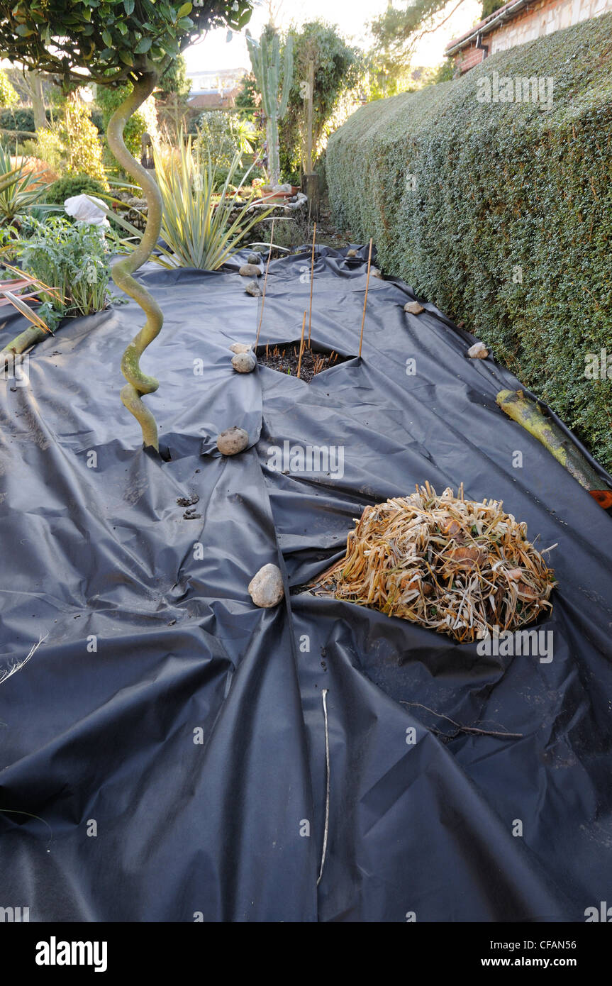 Gardener Placing weedproof membrane around Corkscrew Bay tree prior to ...