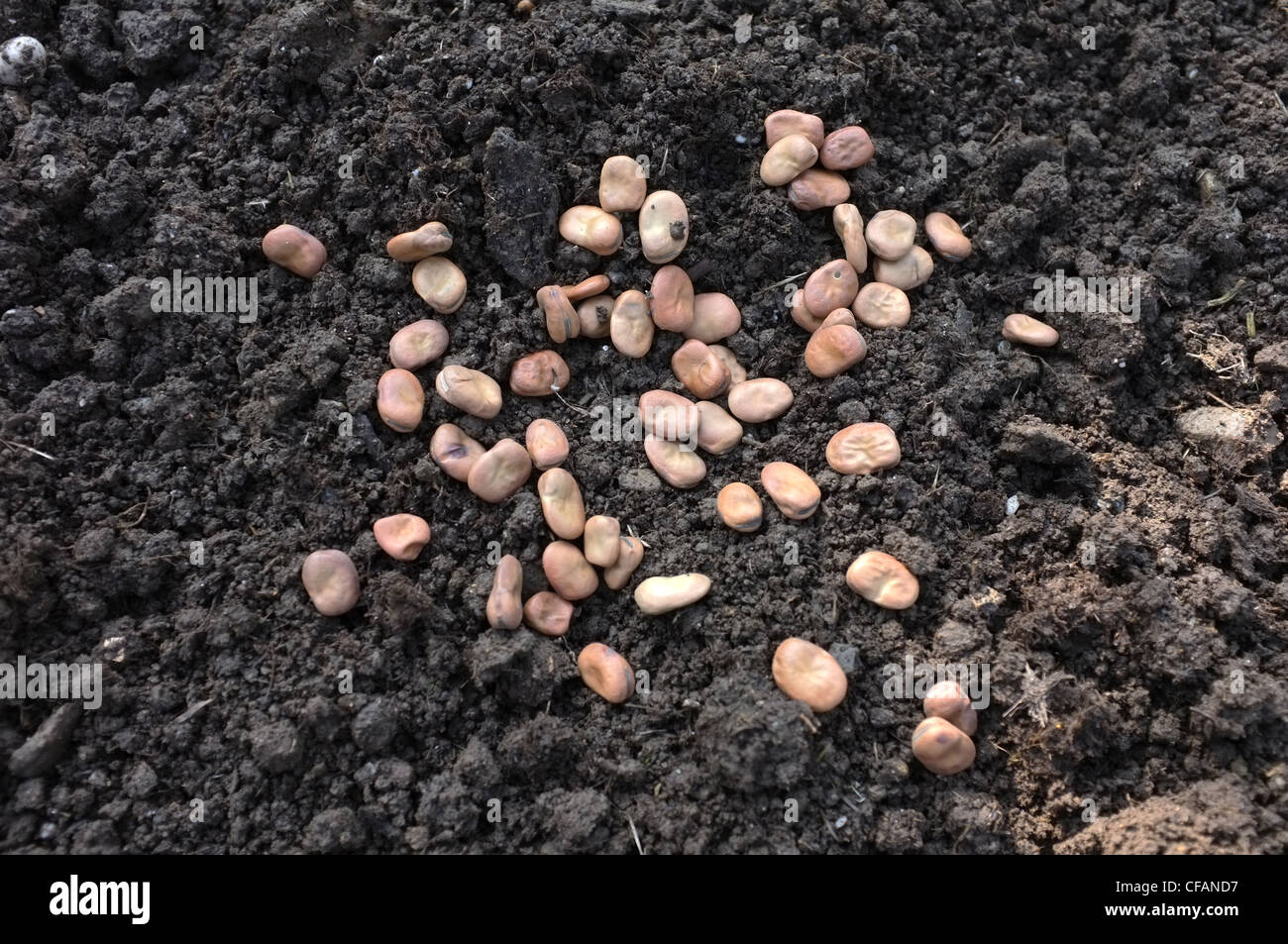 Broad Beans scattered on freshly dug soil waiting to be planted Stock ...