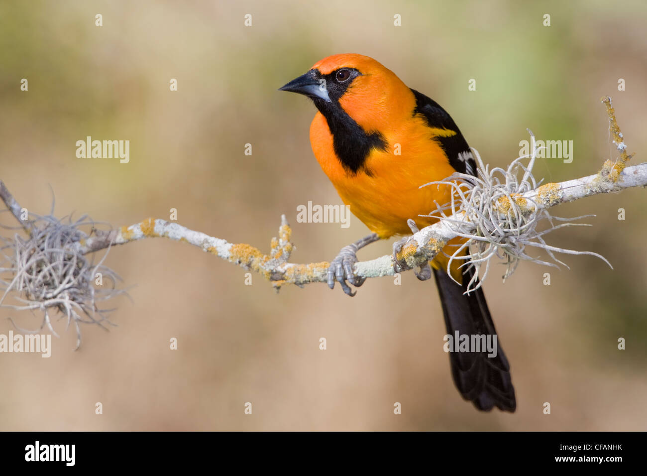 Icterus gularis hi-res stock photography and images - Alamy