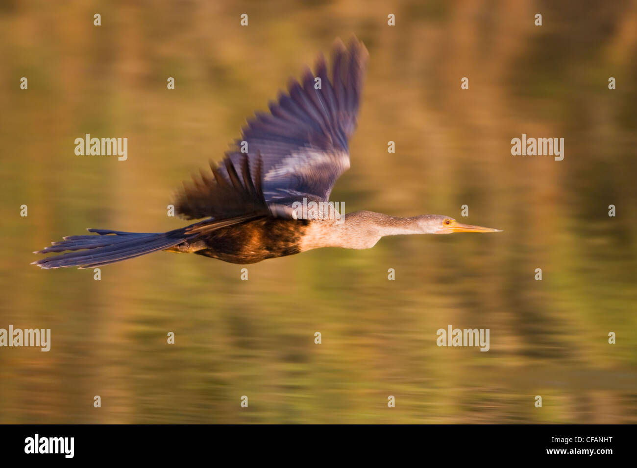Anhinga (Anhinga anhinga) in mid-flight at Estero Llano Grande State ...