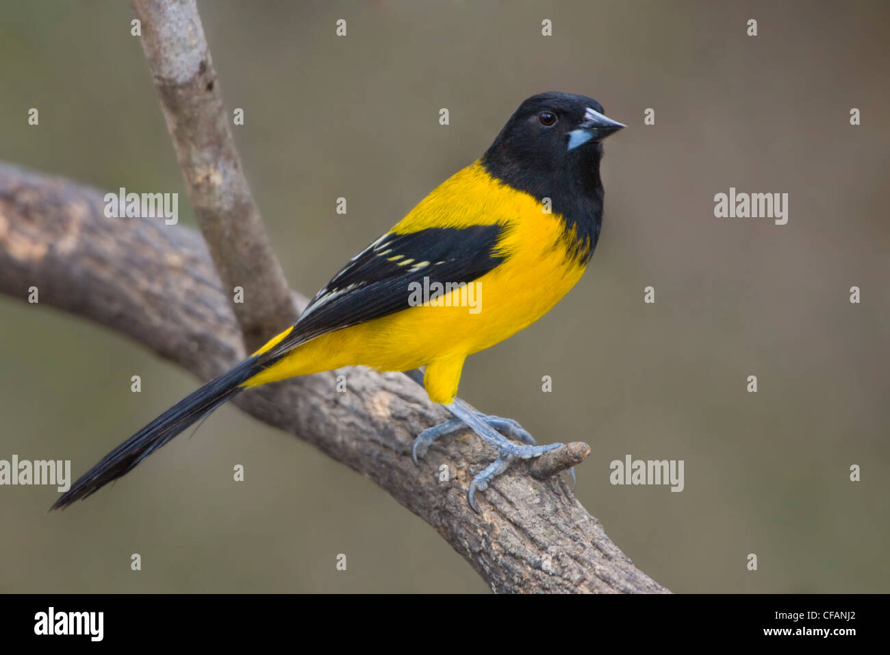 Audubons oriole hi-res stock photography and images - Alamy