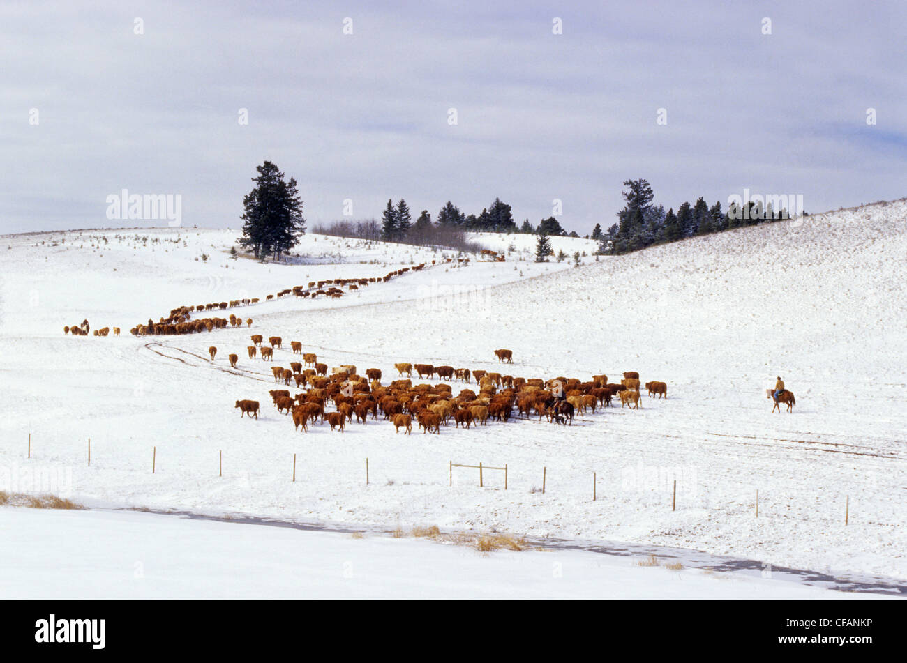 Cattle roundup in the winter in the Cariboo region of British Columbia ...