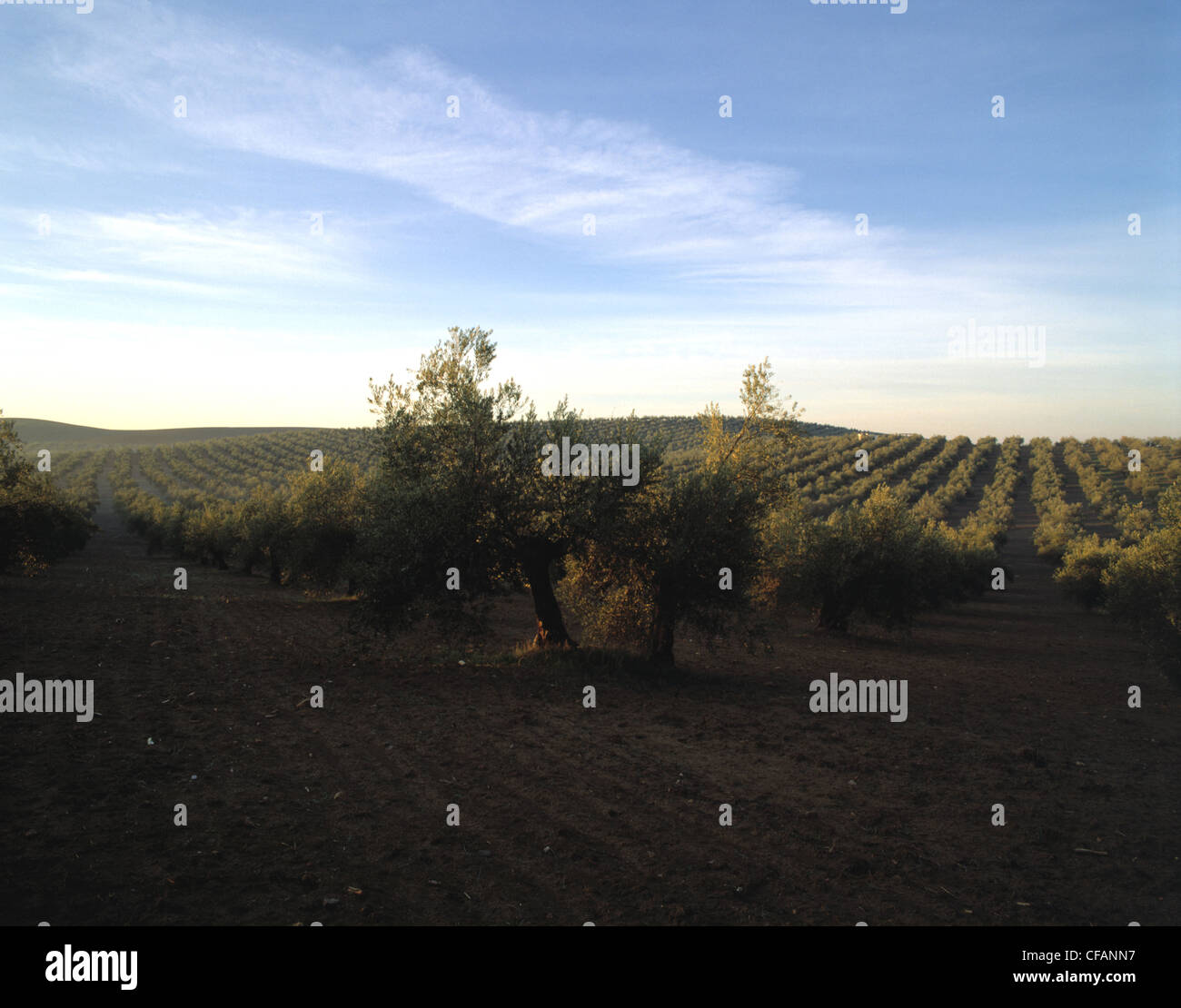 Olive harvest: olive field Stock Photo - Alamy