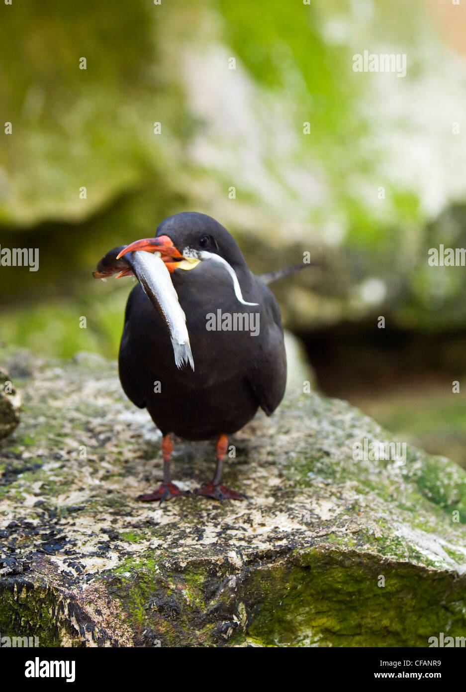 Inca Tern (Larosterna inca) with a Fish in Beak Stock Photo - Alamy