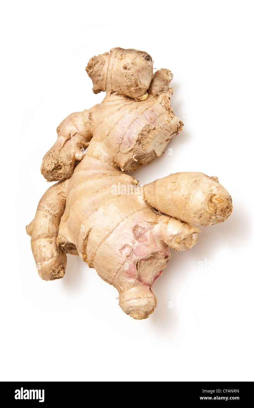 Root Ginger (Zingiber officinale) isolated on a white studio background ...