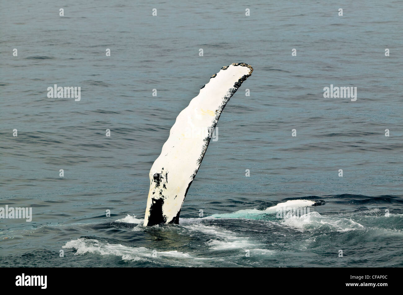 Humpback whale flippers hi-res stock photography and images - Alamy