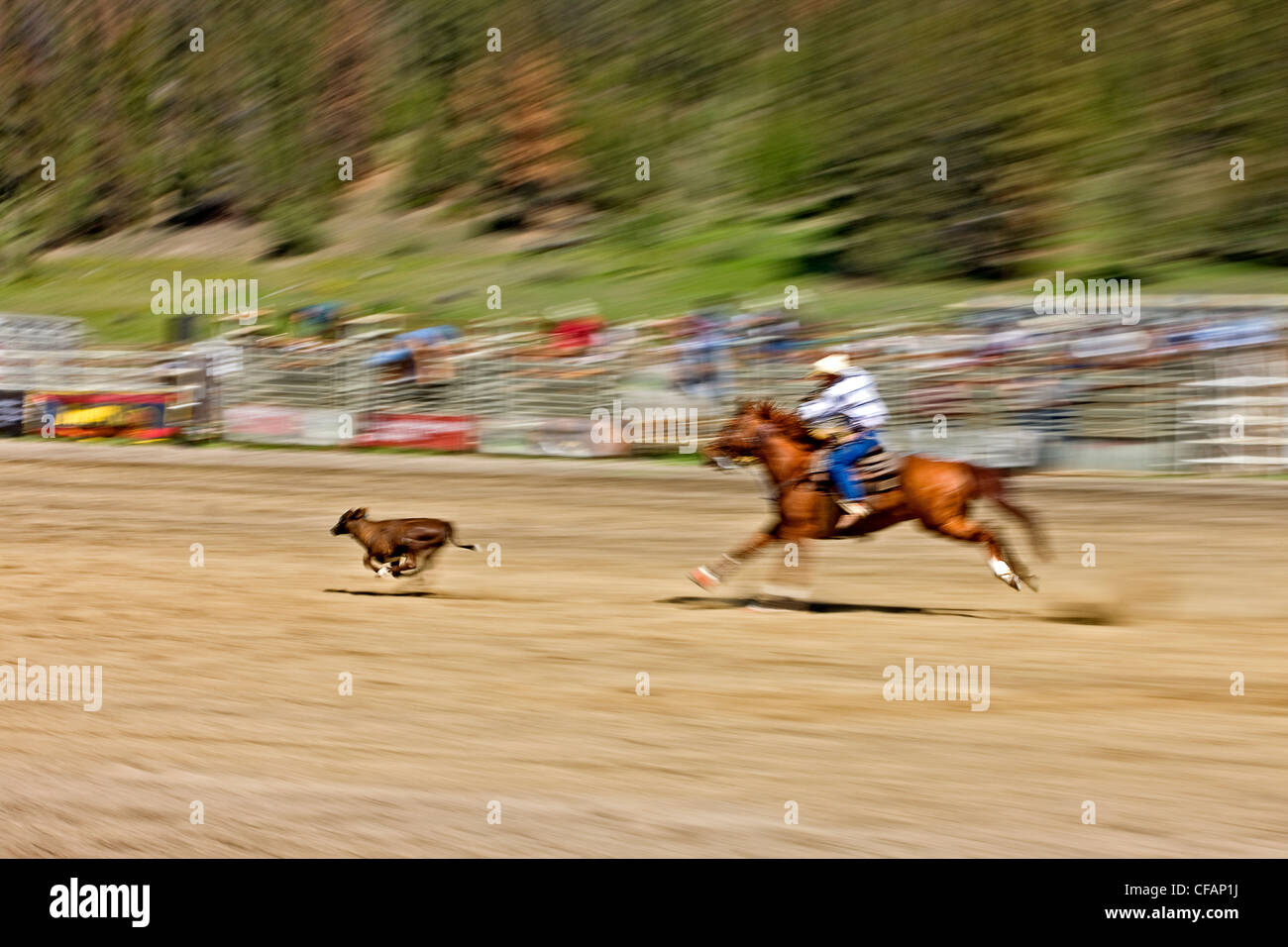 Roping calves hi-res stock photography and images - Alamy