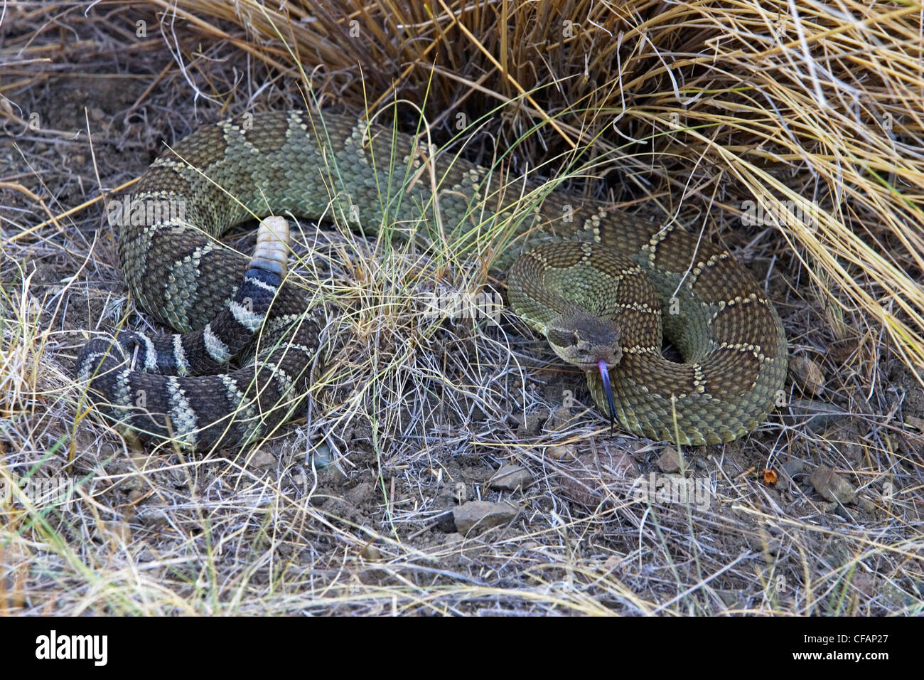 Ground rattlesnake hi-res stock photography and images - Alamy