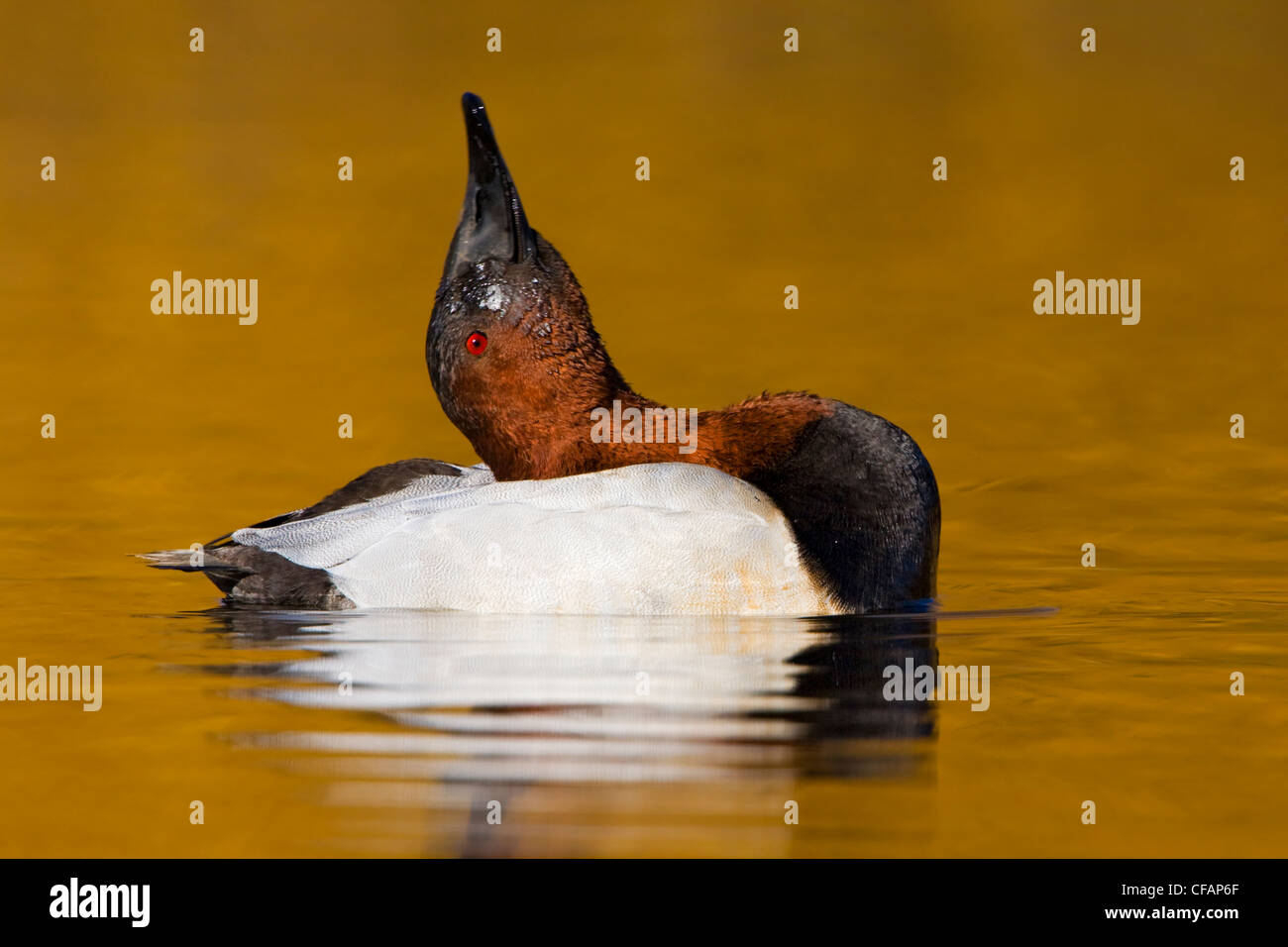 Canvasback duck (Aythya valisineria) swimming in Victoria, Vancouver ...