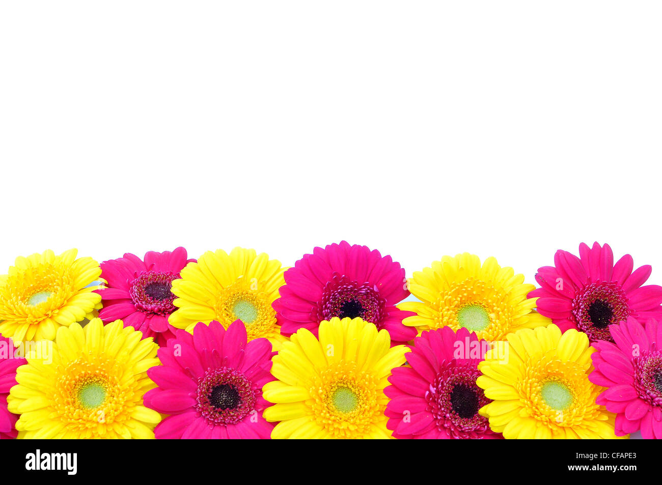 Pink and yellow daisies border with copyspace Stock Photo - Alamy