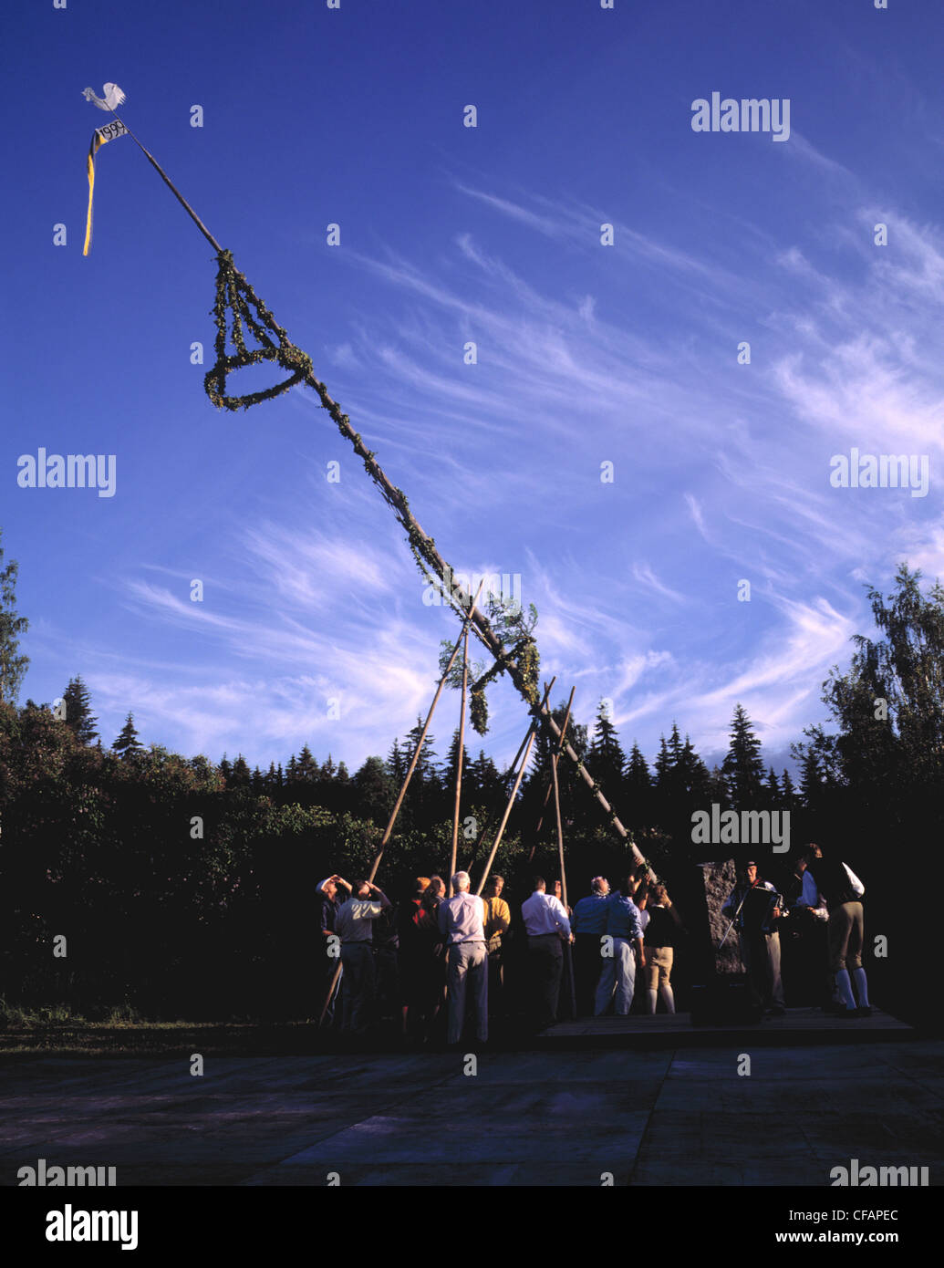 Midsommer: people putting up the midsommertree Stock Photo - Alamy