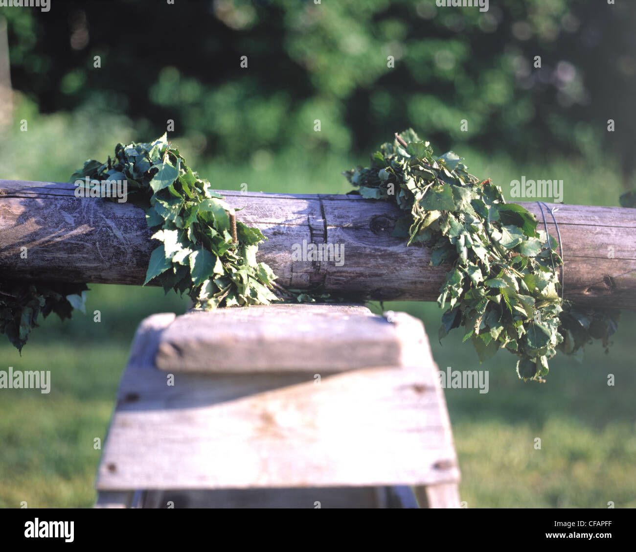 Midsommer: piece of midsommertree Stock Photo - Alamy