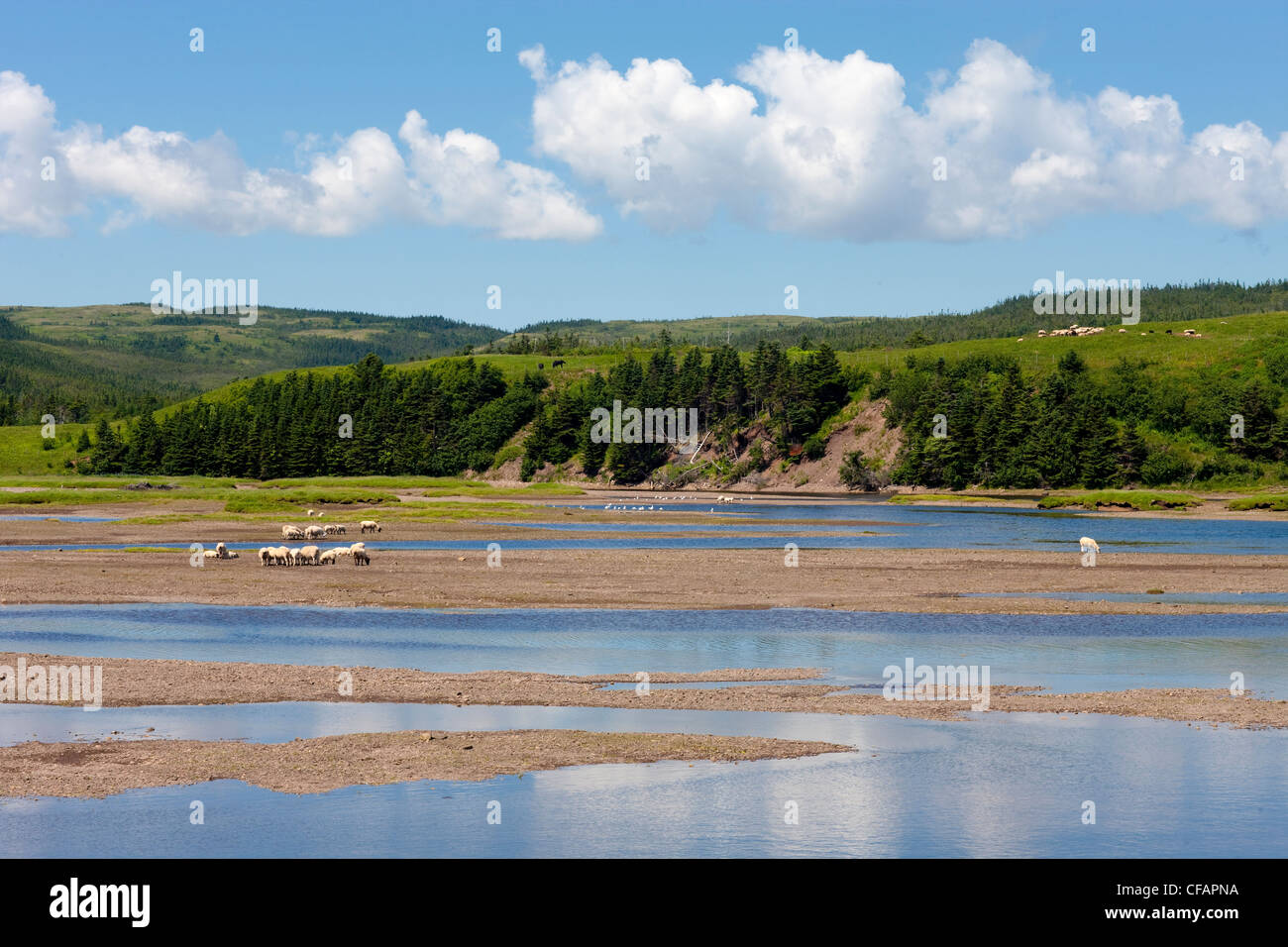 Sheep grazing on coastline, Branch, Newfoundland and Labrador, Canada ...