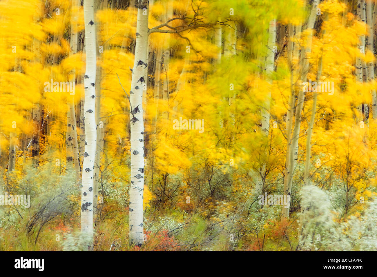 Aspen forest at kootenay plains hi-res stock photography and images - Alamy
