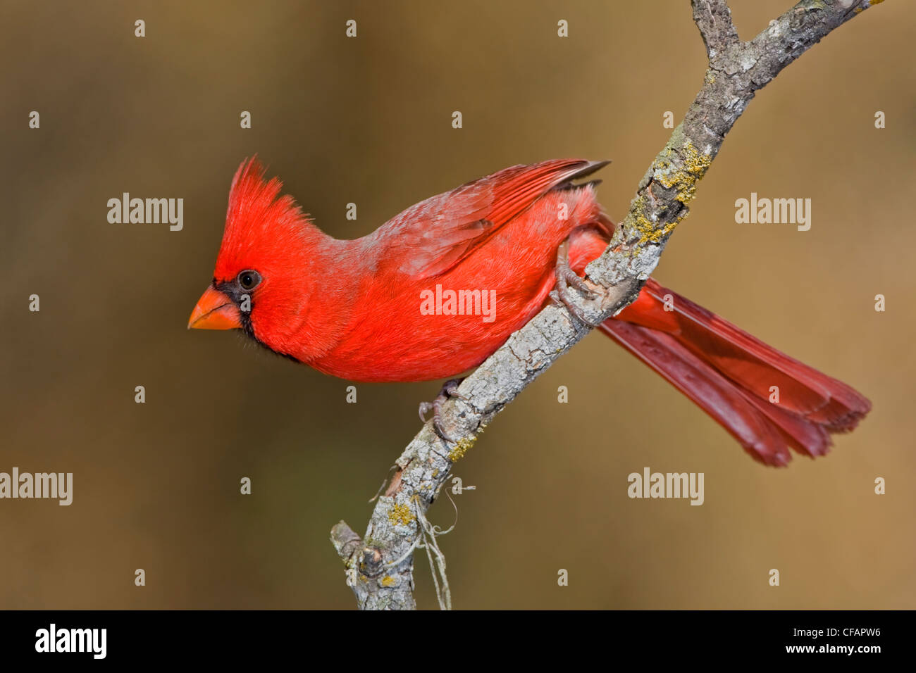 Northern Cardinal (Cardinalis cardinalis) perched on a branch at ...