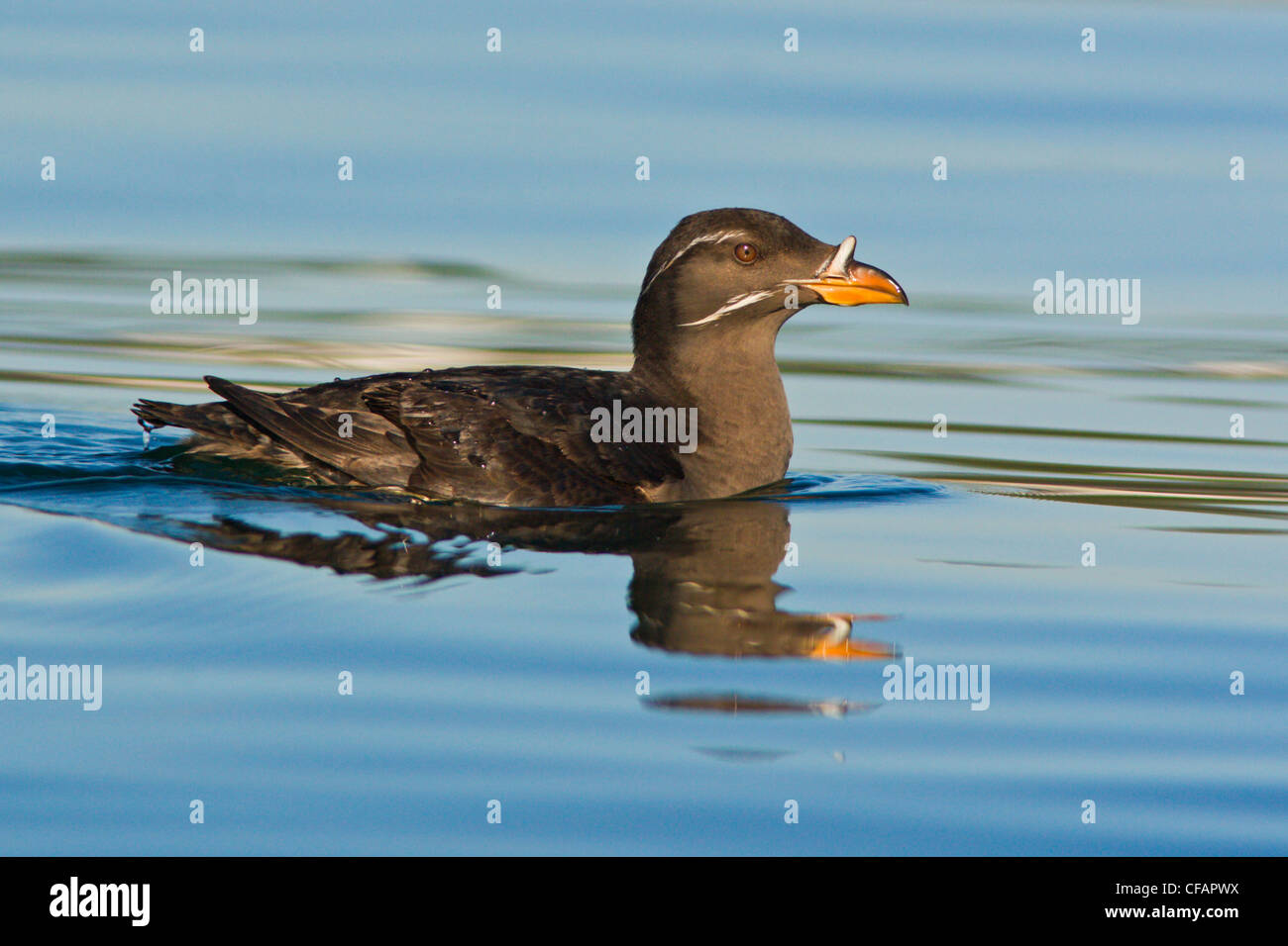 Rhinoceros auklet (Cerorhinca monocerata) swimming in the water ...