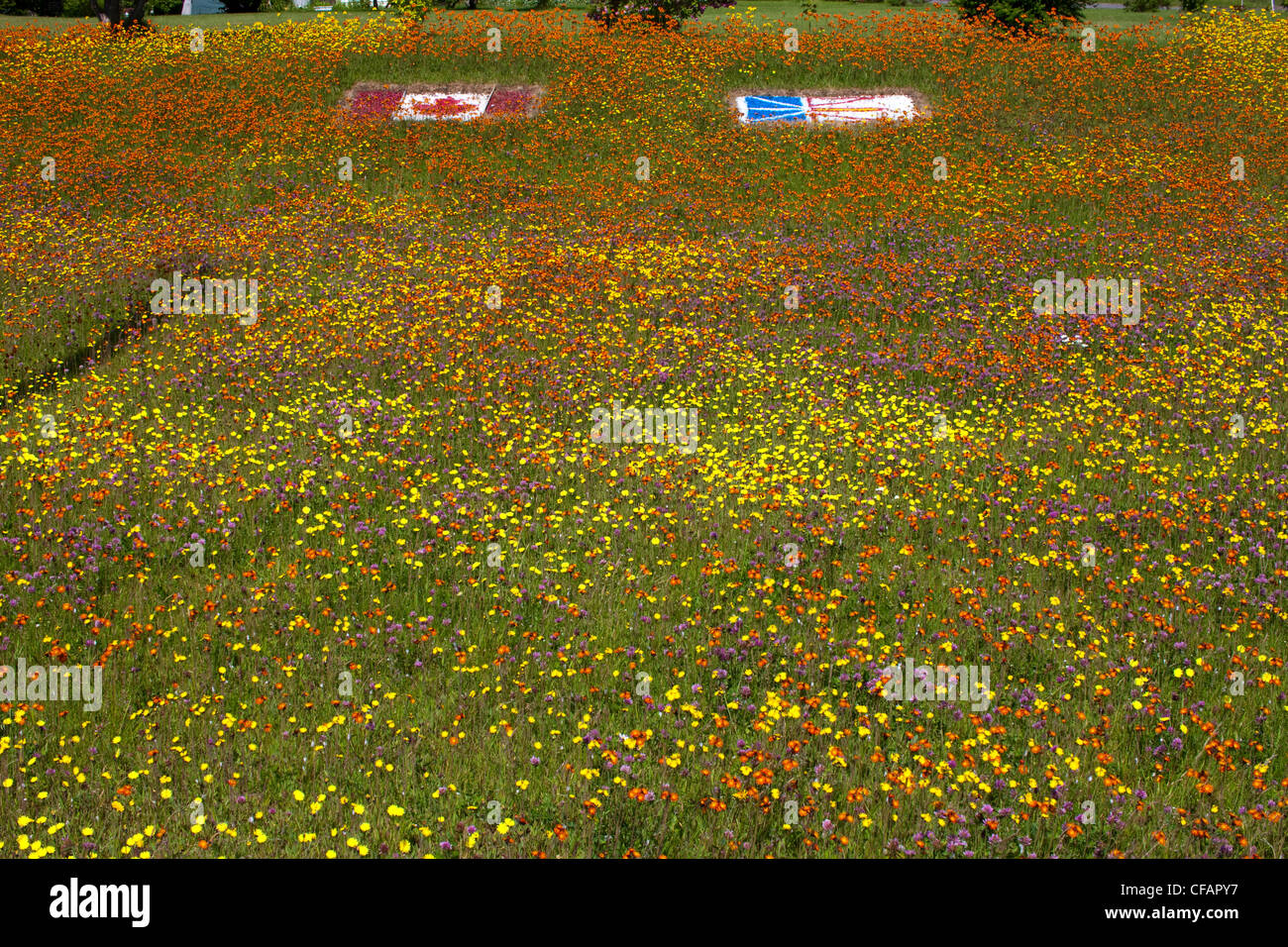 Newfoundland and Canadian flags painted in a field of wildfiowers ...
