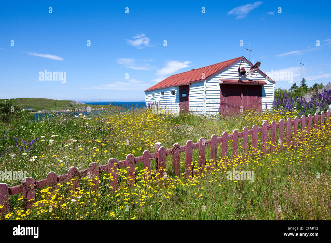 Field of wildflowers along a fence in New Perlican, Newfoundland and ...