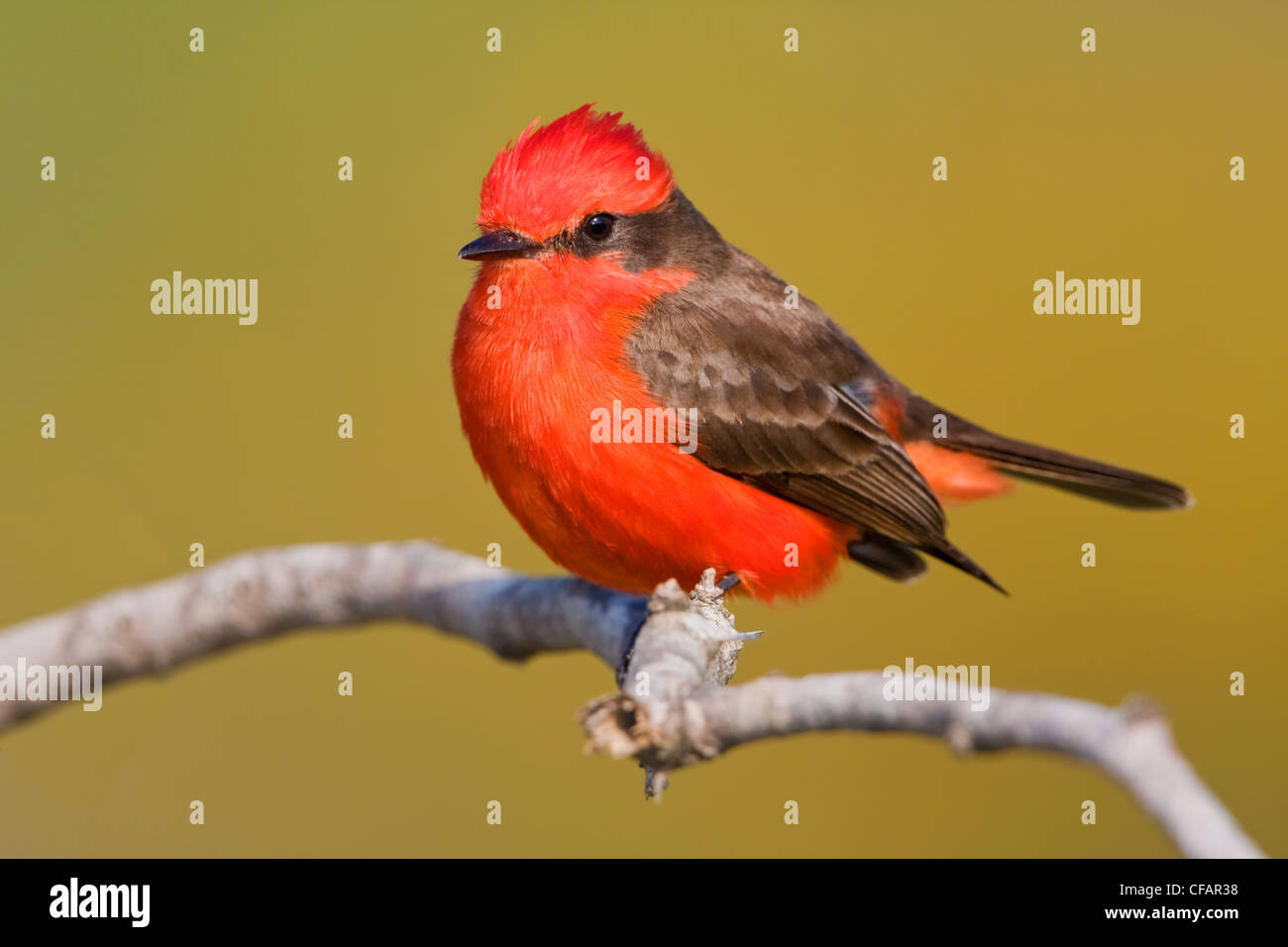 American flycatcher hi-res stock photography and images - Alamy
