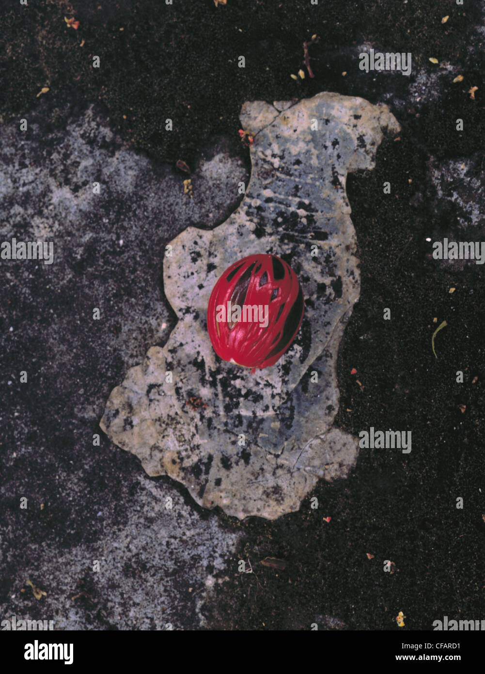 Nutmeg: nutmeg kernel with seed skin Stock Photo - Alamy