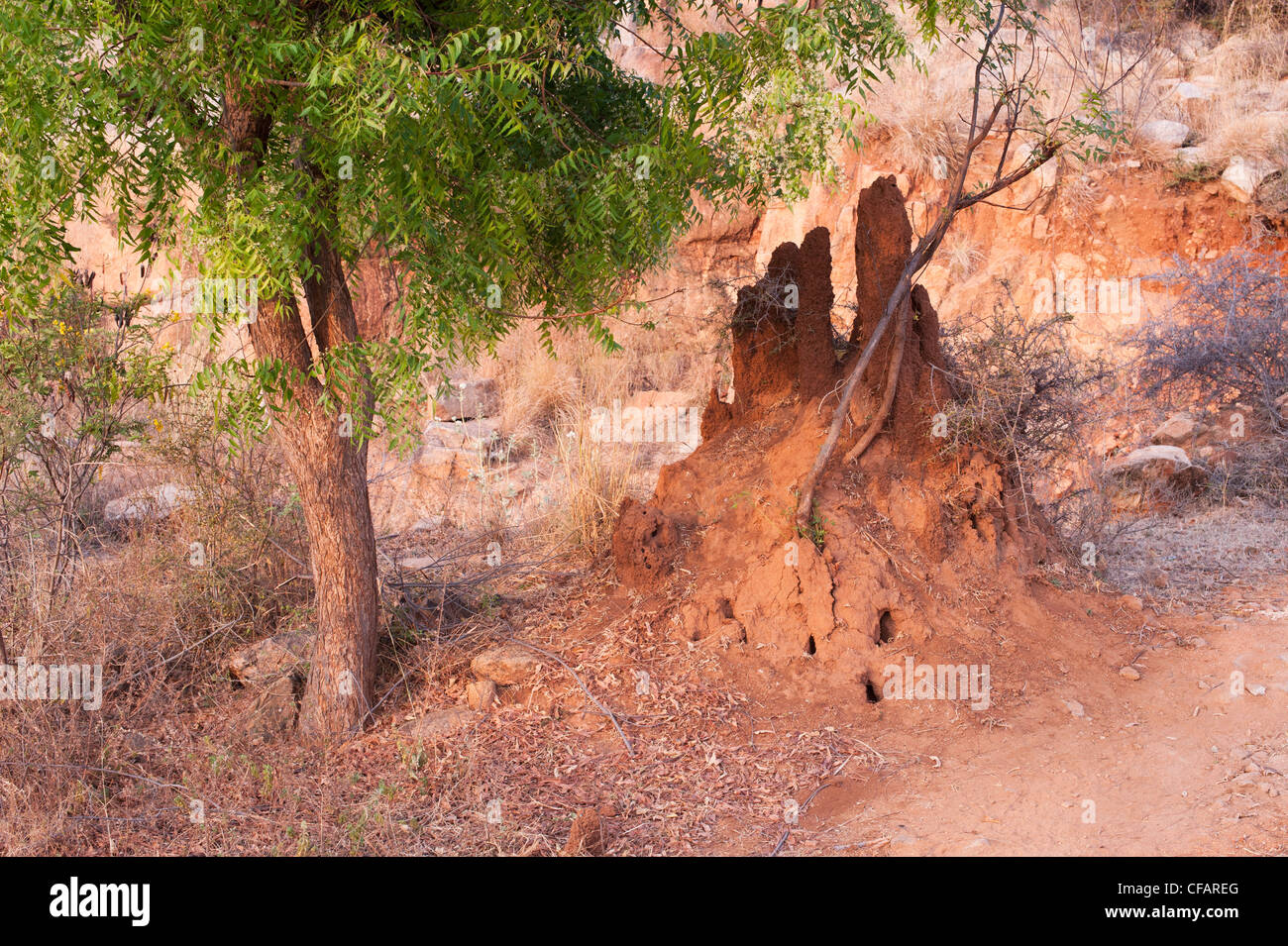 Termitaria. Termite mound in the indian countryside. Andhra Pradesh ...