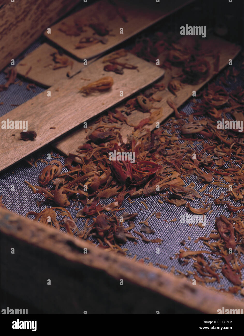 Nutmeg: seed skin on a filter for drying Stock Photo - Alamy