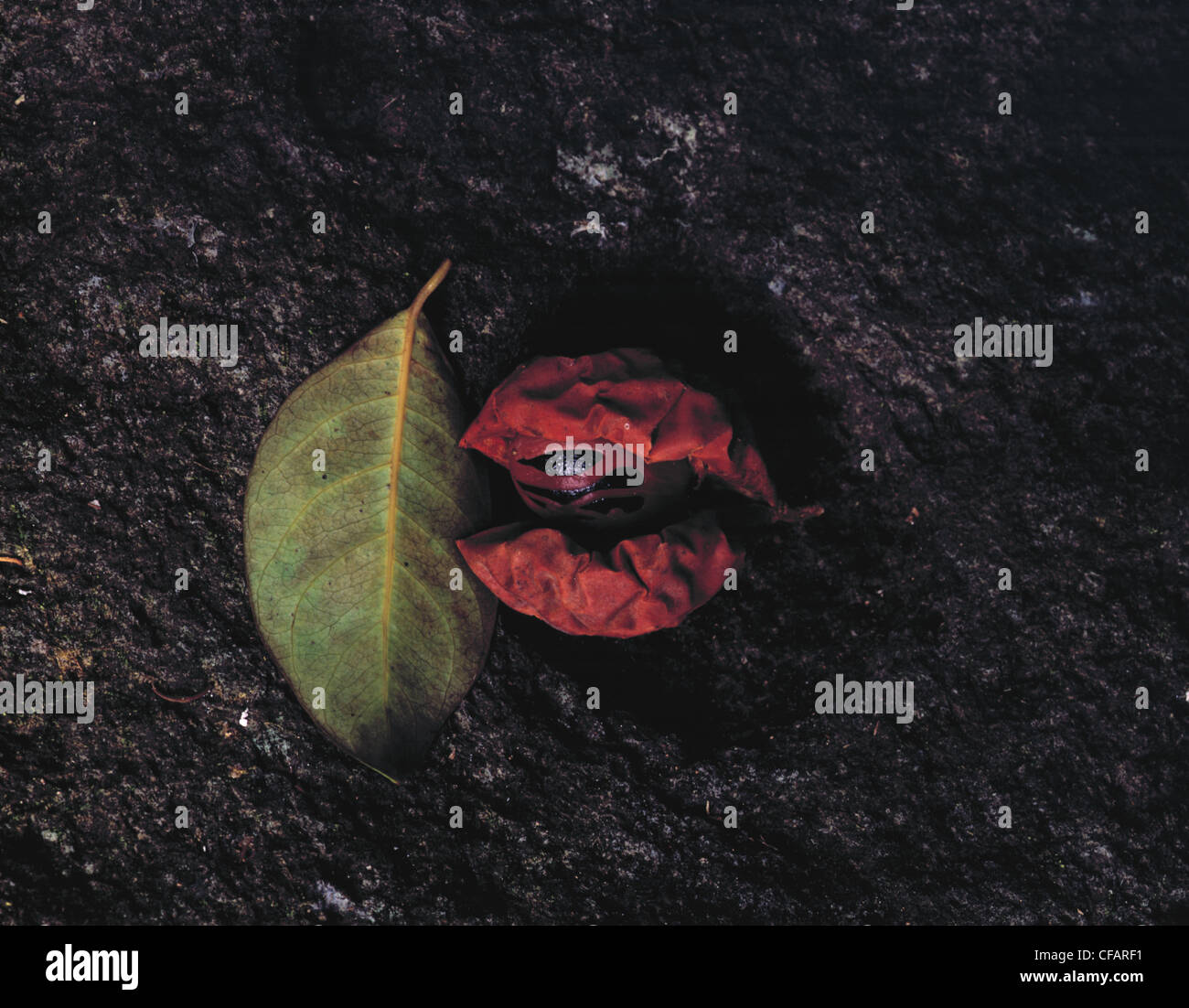 Nutmeg: nutmeg kernel with seed skin and leave Stock Photo - Alamy