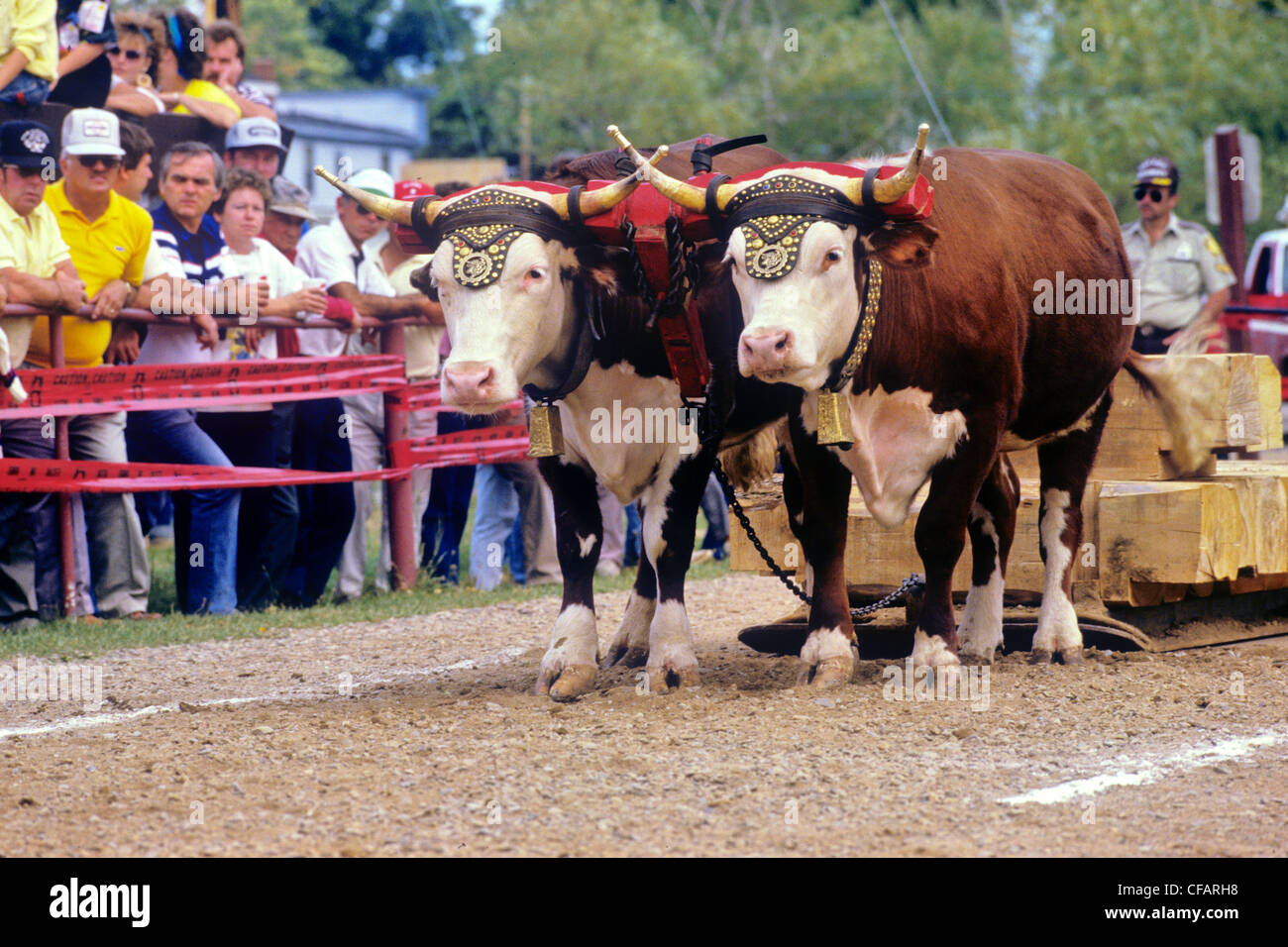Oxen team pulling competition hi-res stock photography and images - Alamy
