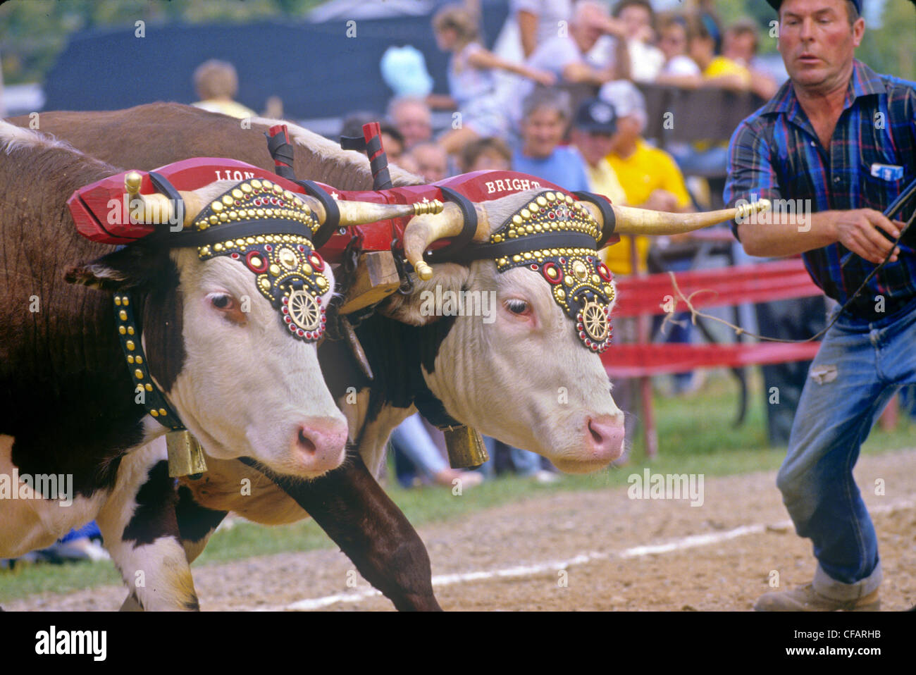 Oxen team pulling competition hi-res stock photography and images - Alamy