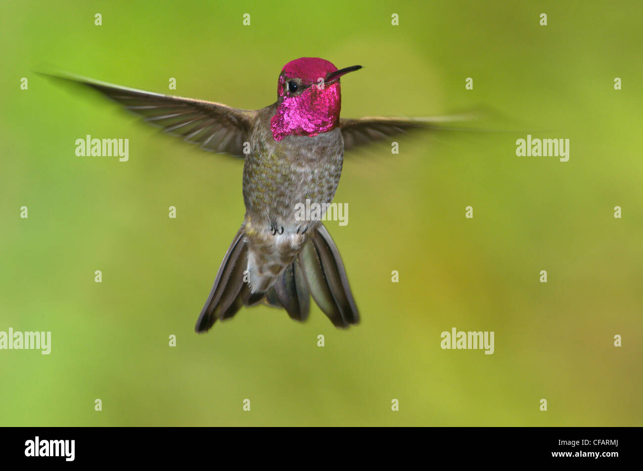 Anna's hummingbird (Calypte anna) in flight in Victoria, Vancouver ...