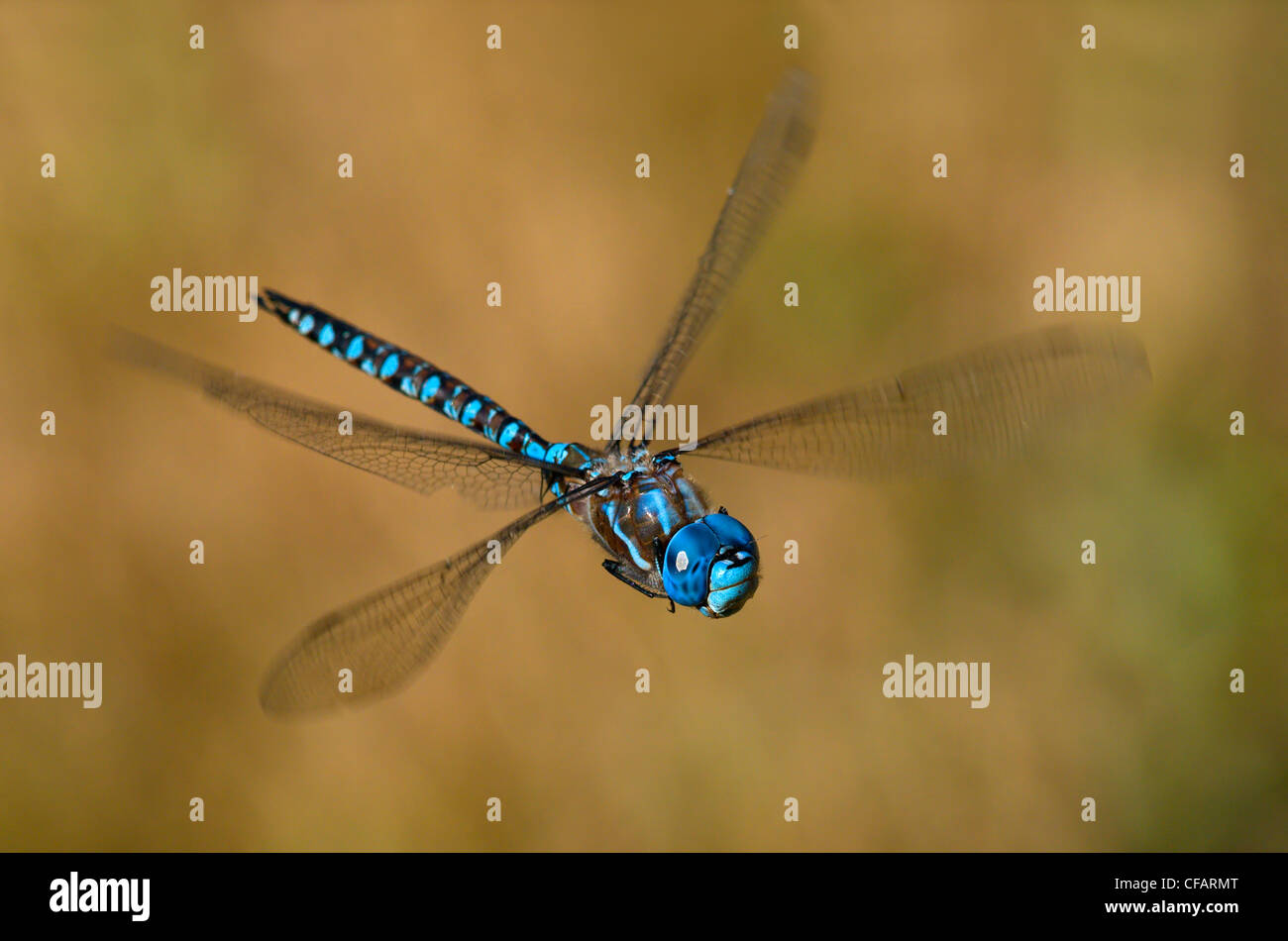 Blue-eyed darner (Rhionaeshna multicolor) in flight, Victoria ...