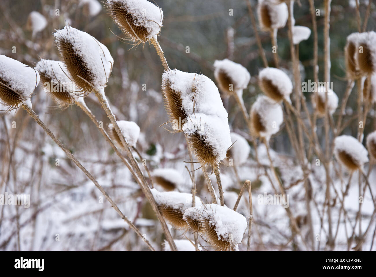 Teasle High Resolution Stock Photography and Images - Alamy