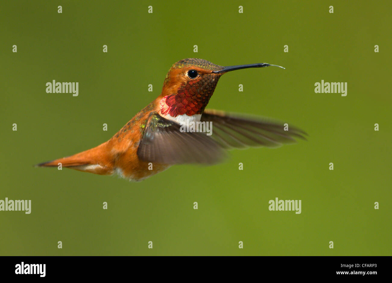 Male Rufous hummingbird (Selasphorus rufus) in flight, Victoria ...