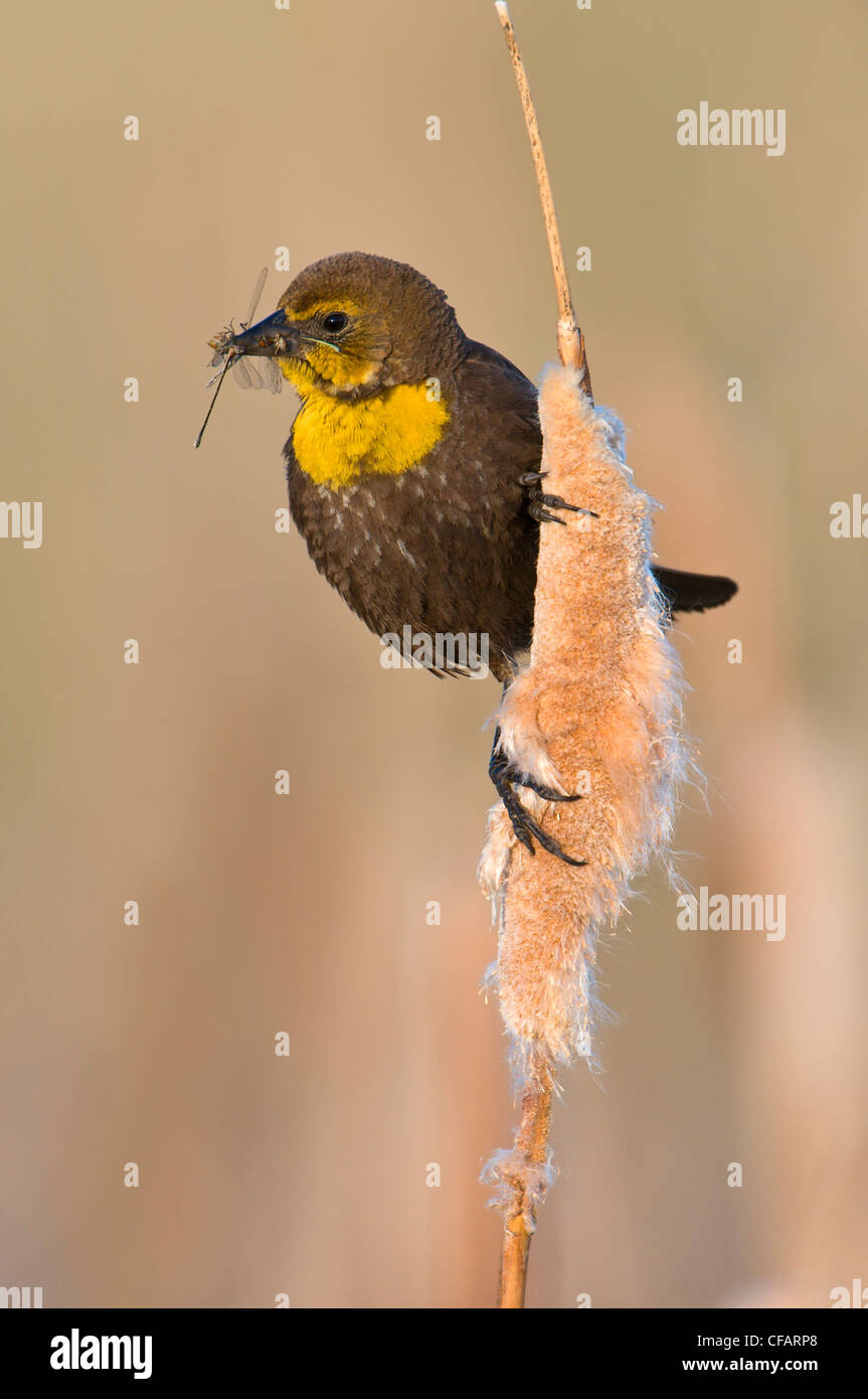 Female Yellow-headed blackbird (Xanthocephalus xanthocephalus) with ...