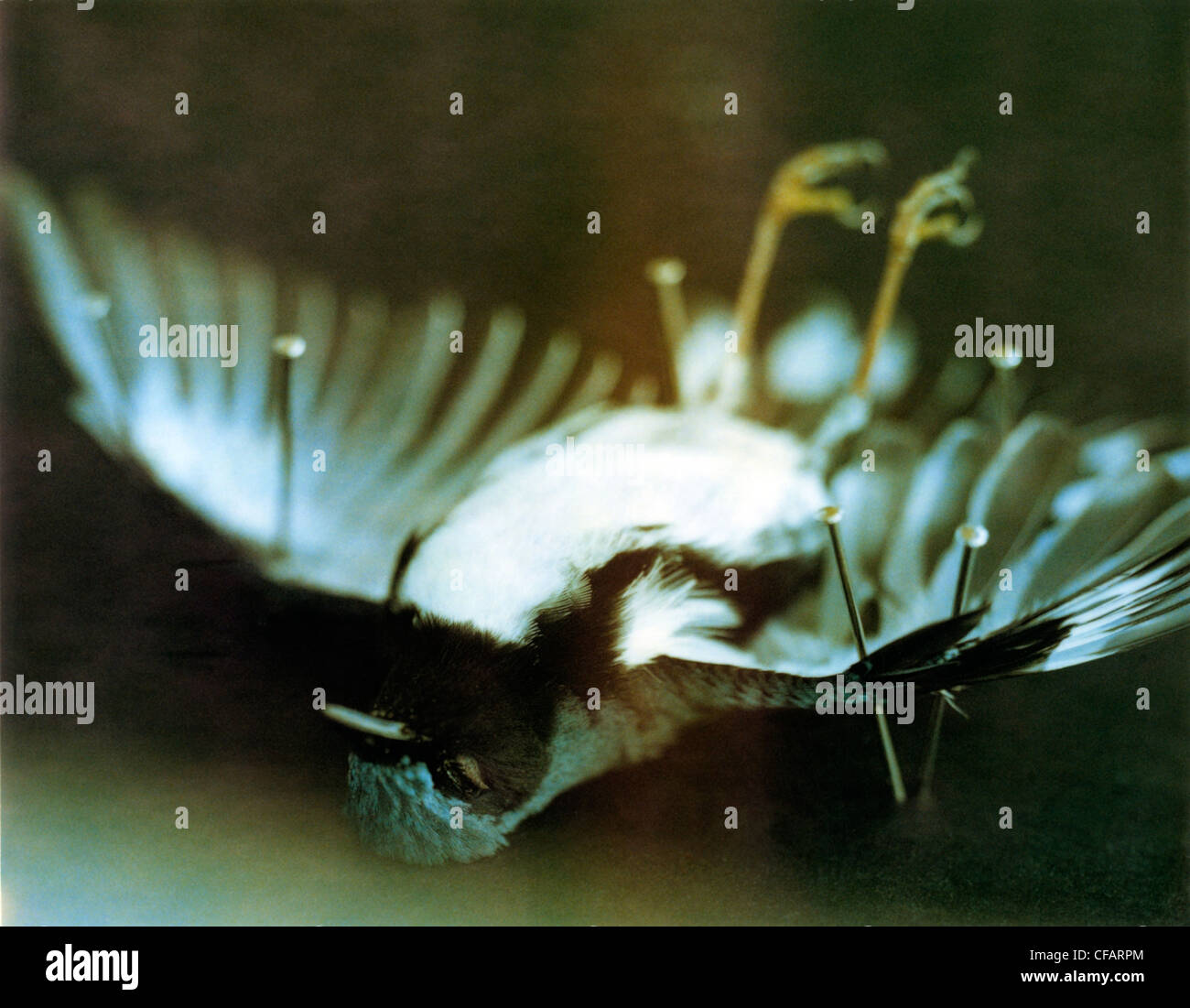 Dead bluebird hi-res stock photography and images - Alamy