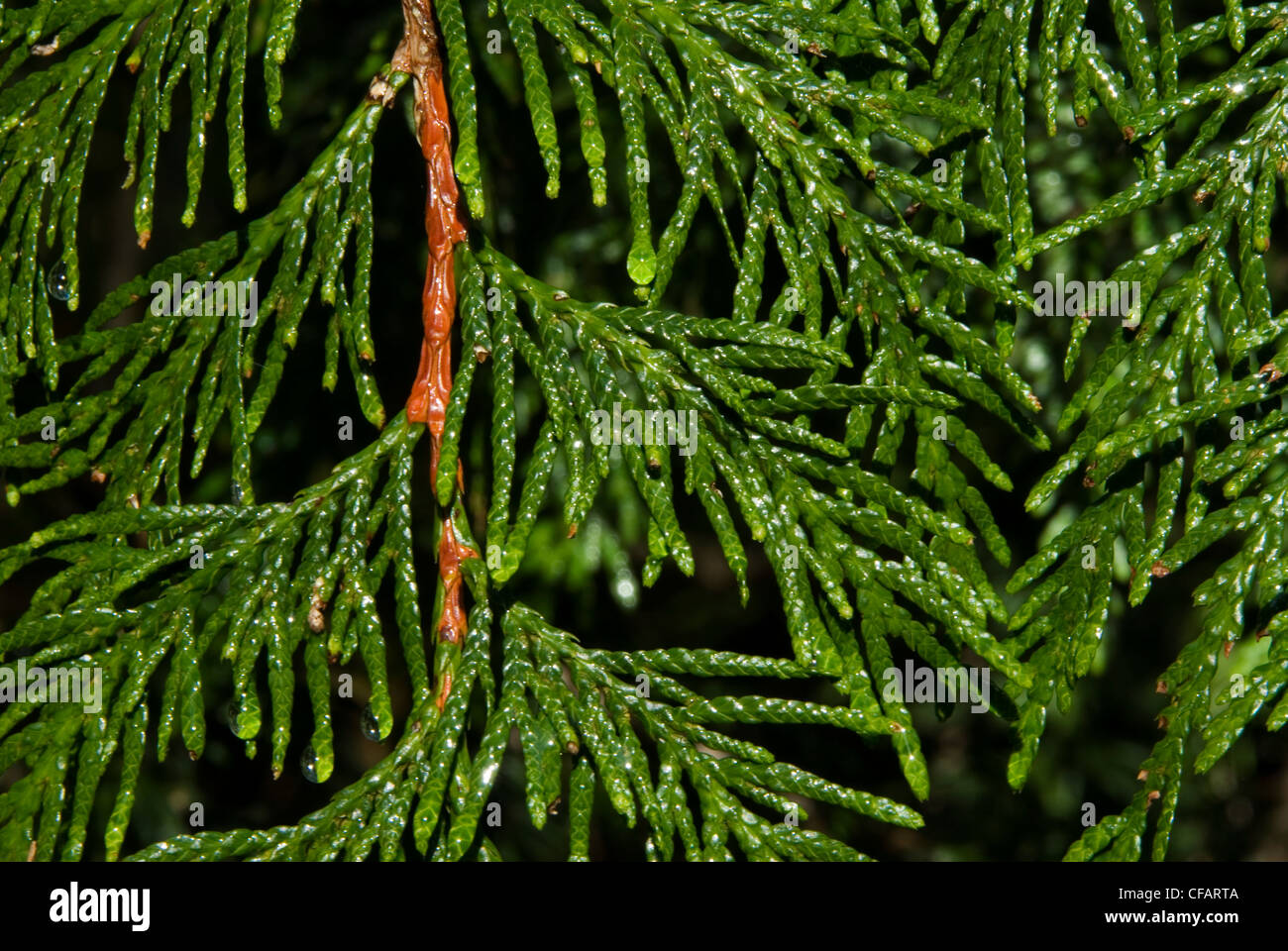 Western cedar tree branch hi-res stock photography and images - Alamy