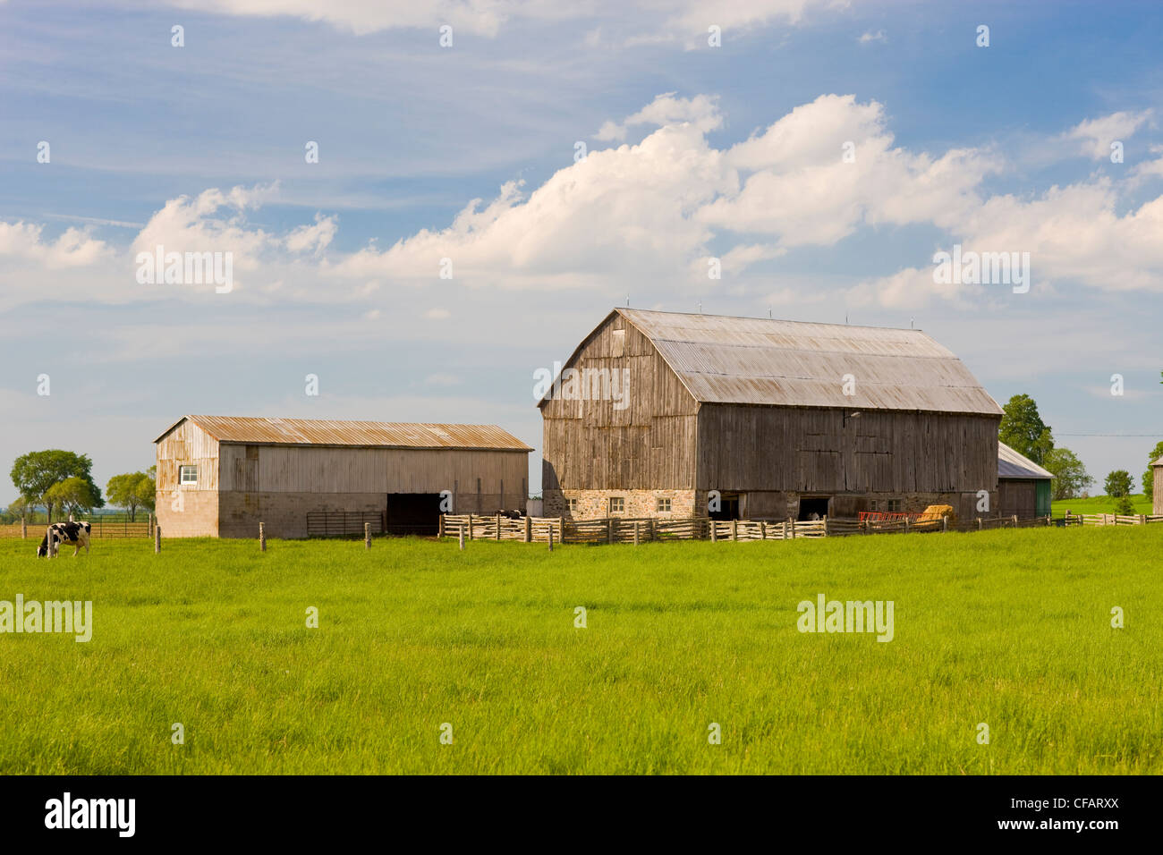 Cows in a barn yard in Scugog, Ontario, Canada Stock Photo - Alamy