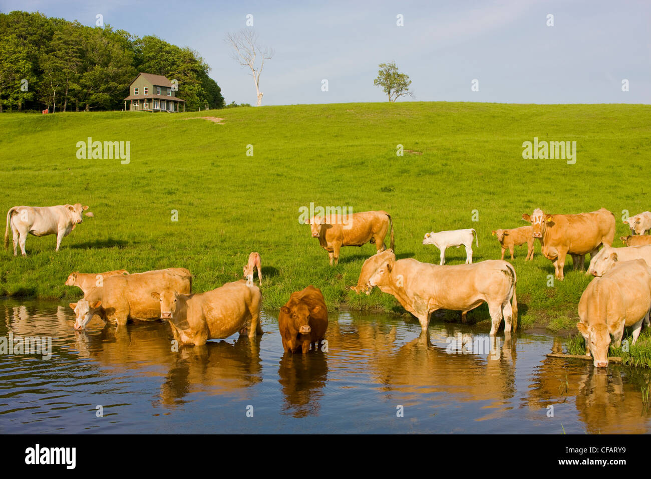 Cattle pond hi-res stock photography and images - Alamy