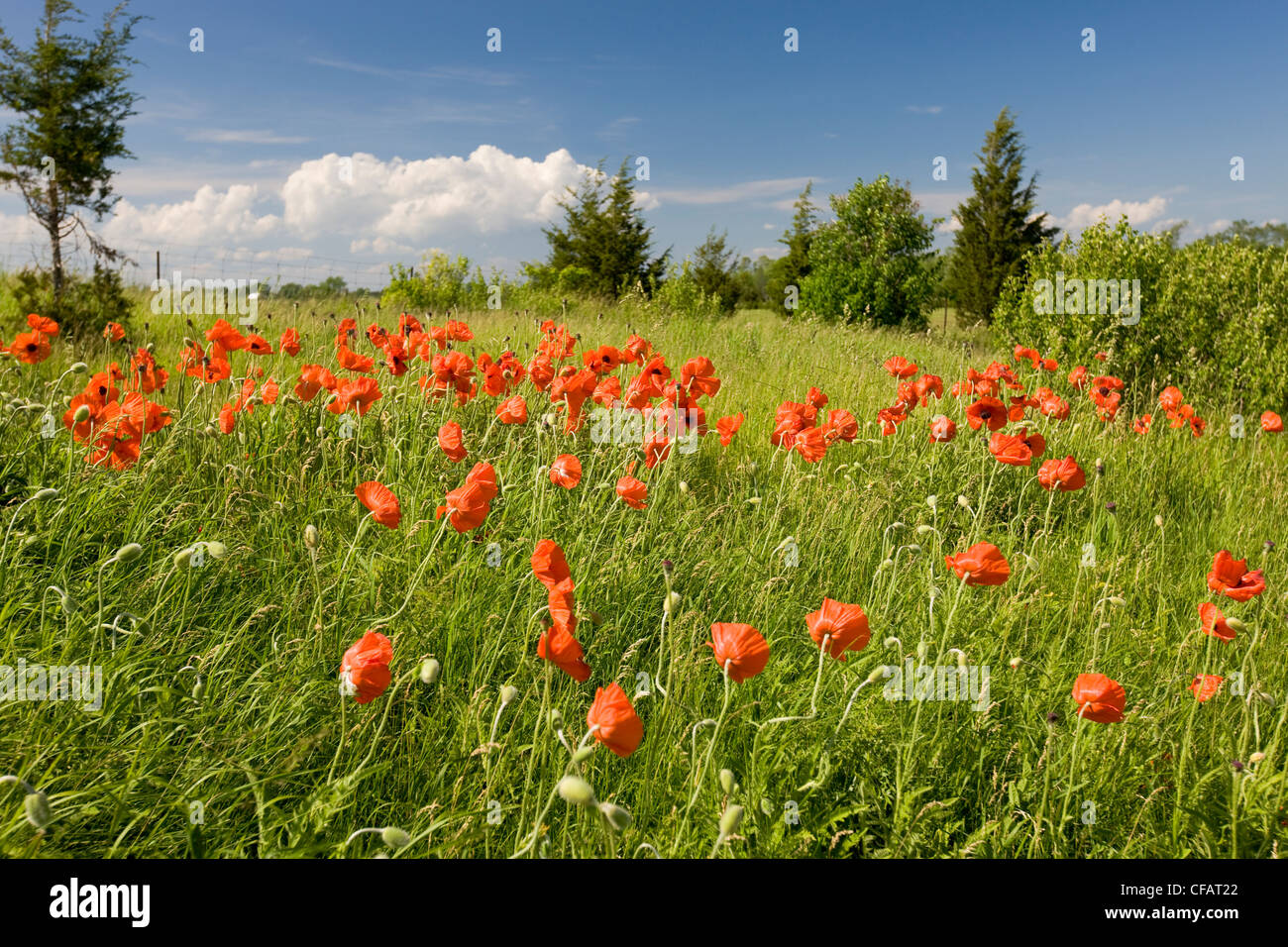 Field of red Poppy (Papaver rhoeas) flowers, Prince Edward County ...