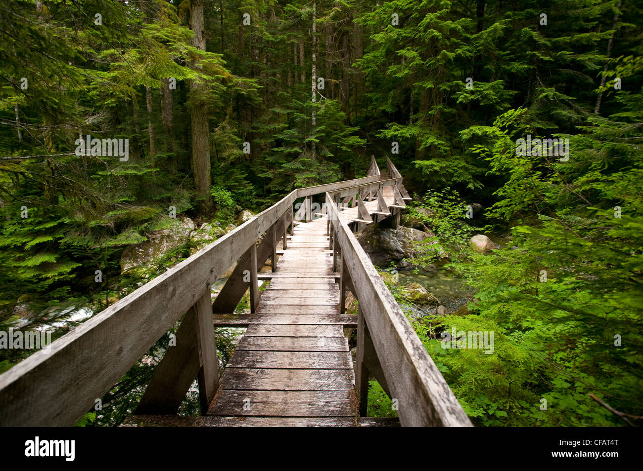 Hiking bridge in the lush green forest, Landslide Lake, Strathcona ...