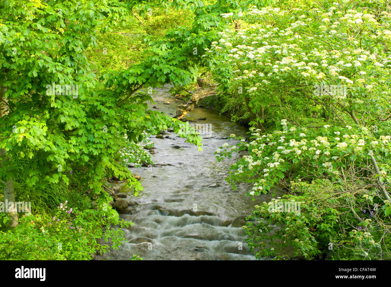 Babbling brook hi-res stock photography and images - Alamy