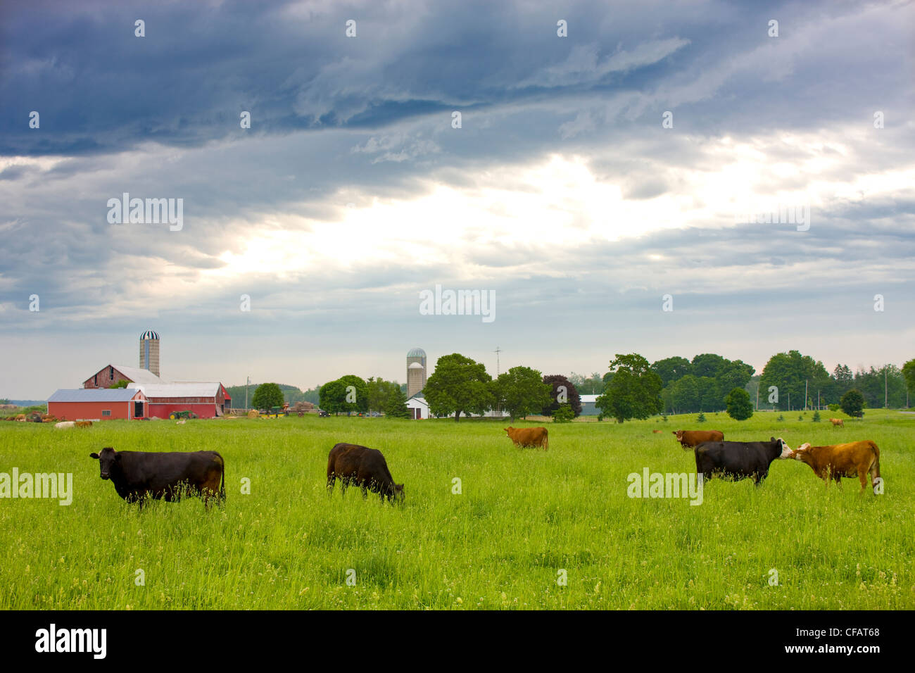 Cattle country farm hi-res stock photography and images - Alamy