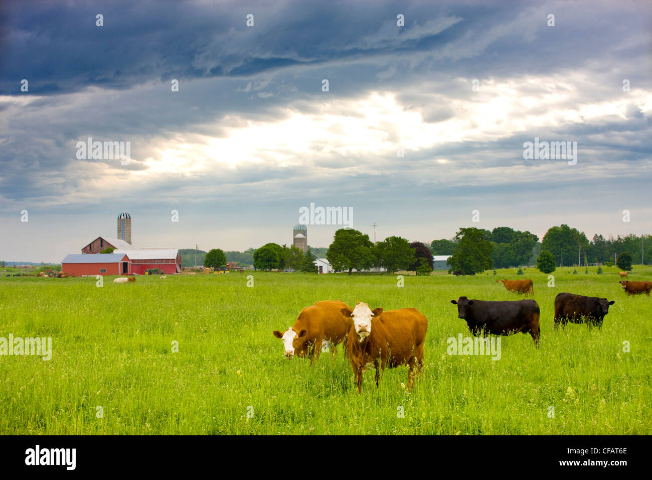 Cattle country farm hi-res stock photography and images - Alamy
