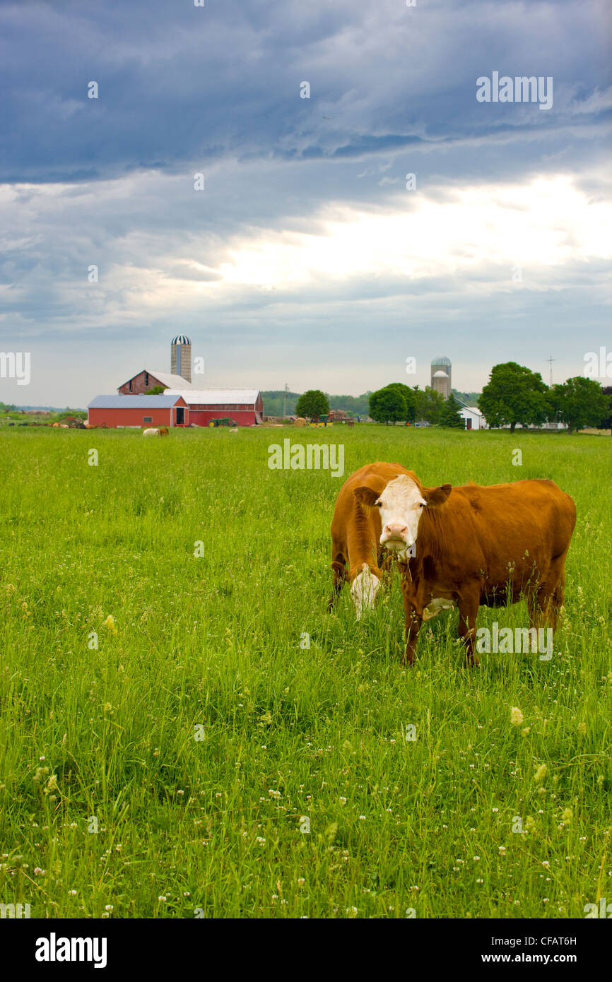 Cattle country farm hi-res stock photography and images - Alamy