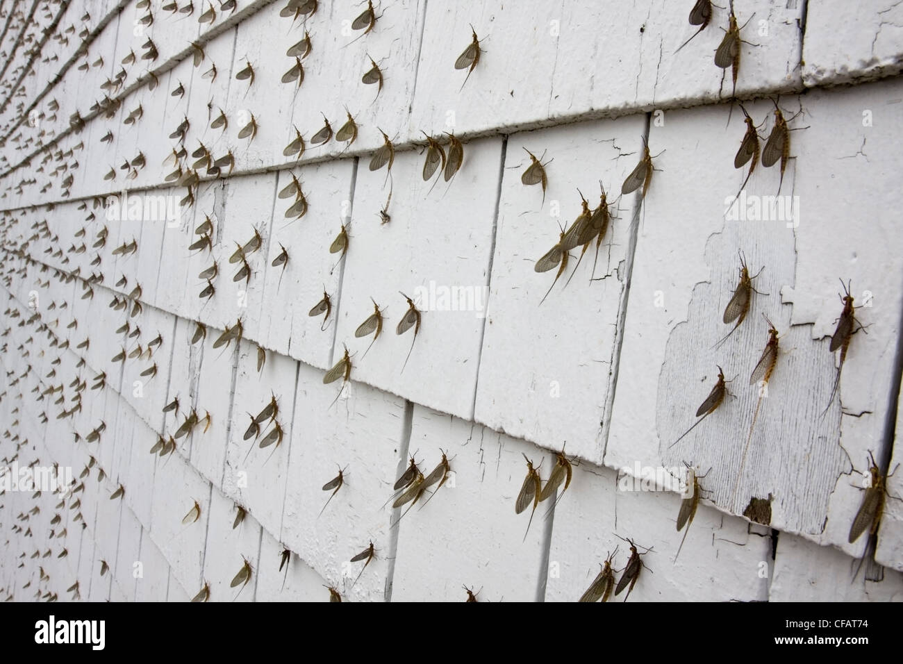 Mayflies hi-res stock photography and images - Alamy