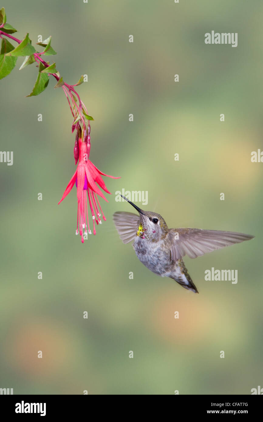 Anna's hummingbird british columbia hi-res stock photography and images ...
