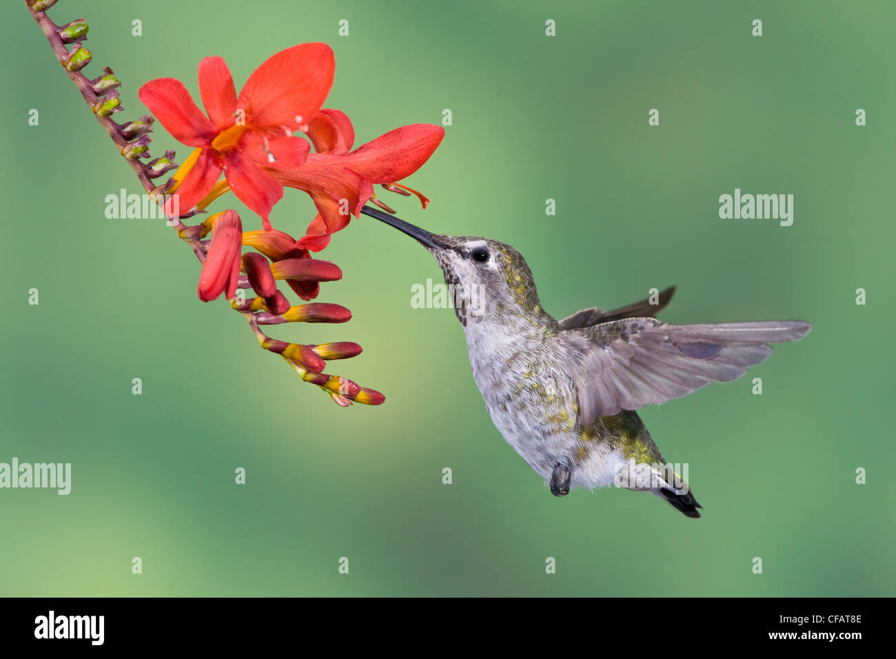 Anna's hummingbird british columbia hi-res stock photography and images ...