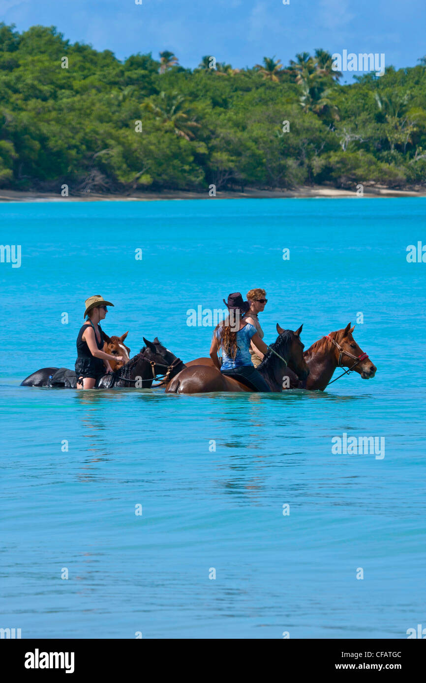 Horse sea tobago hi-res stock photography and images - Alamy