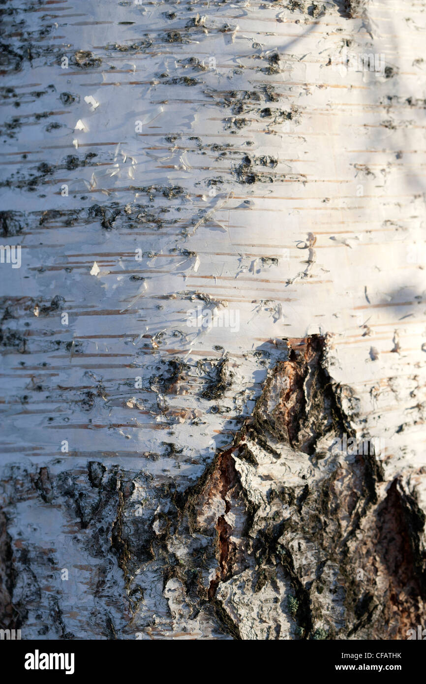 Silver birch bark hi-res stock photography and images - Alamy