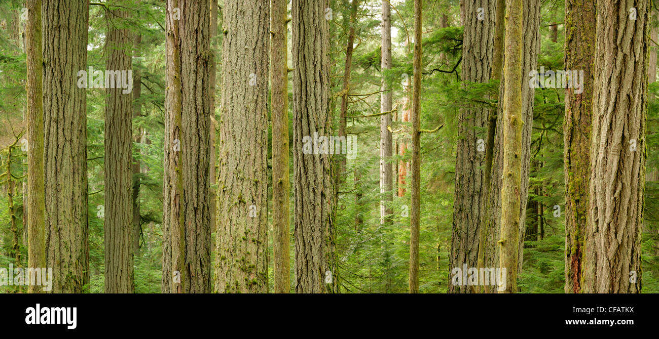The giant Douglas firs of Cathedral Grove, MacMillan Provincial Park ...